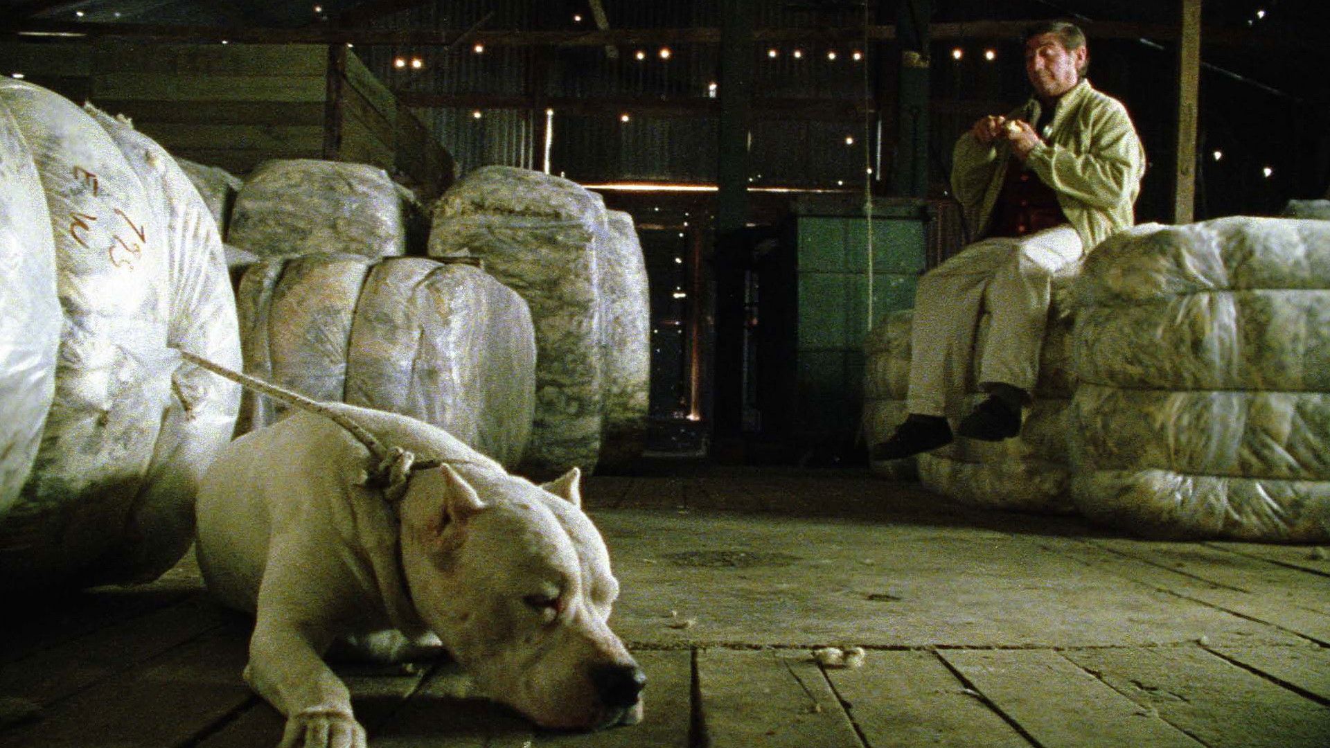 El perro (2004) — cinenacional.com