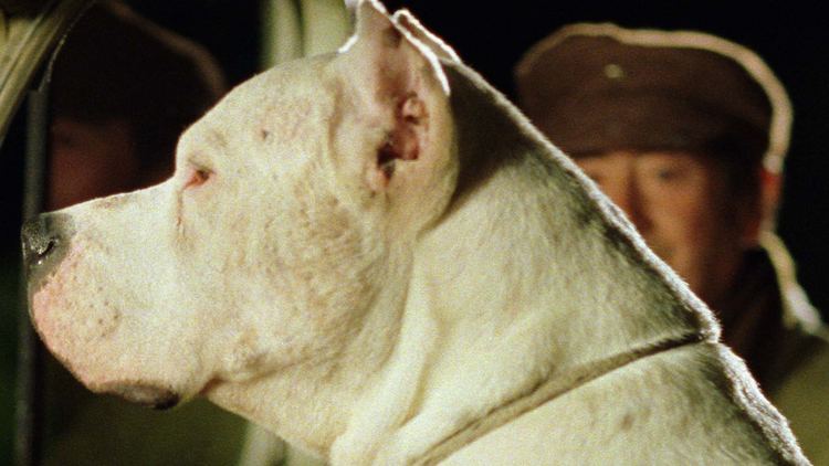 El perro (2004) — cinenacional.com